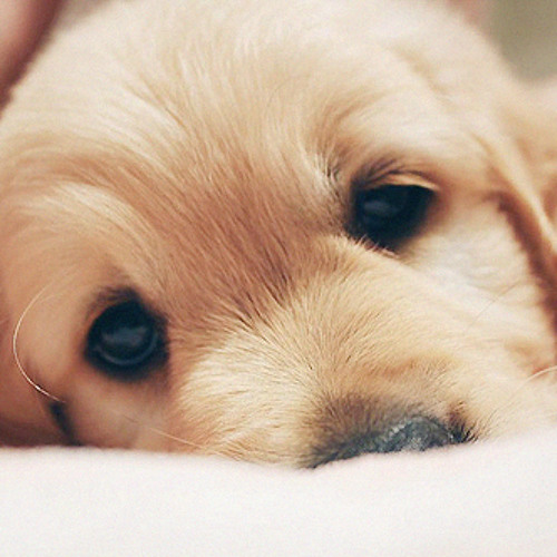 Stream P'Joy RukDek music | Listen to songs, albums, playlists for free ...