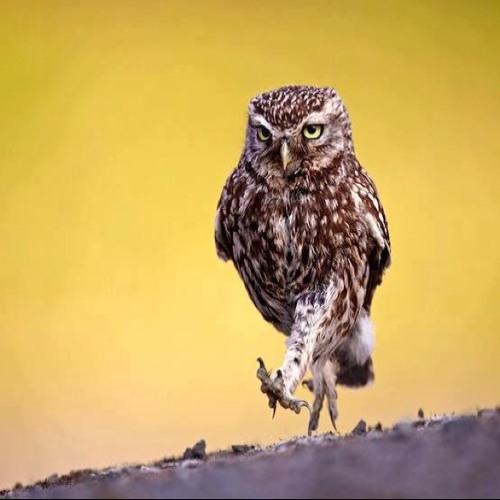 Stream Mrs Leonard music | Listen to songs, albums, playlists for free ...