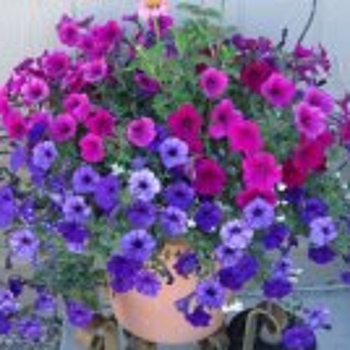 Stream Amanda Hofer music | Listen to songs, albums, playlists for free ...