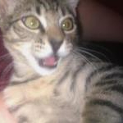 Stream Matthew Sims 6 music | Listen to songs, albums, playlists for ...