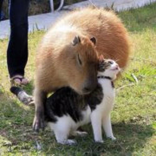 Stream Pan Fried Capybara WIP by PJ Hennessy | Listen online for free ...