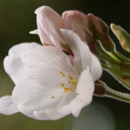 Stream fragilely_fuzzy_fusion music | Listen to songs, albums ...