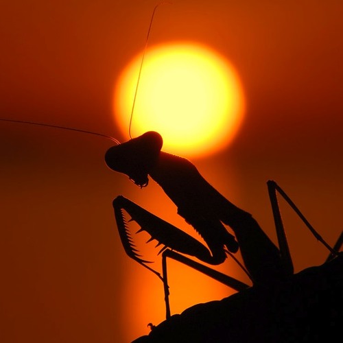 Stream Mantis Monk by Mantis Monk | Listen online for free on SoundCloud