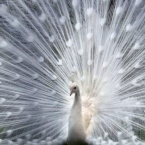 Stream Gogi Cabadze - Pacacina samotxe(Mus.Ge) by bell'anima | Listen ...