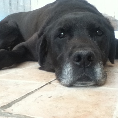 Stream Shiko-Chin music | Listen to songs, albums, playlists for free ...