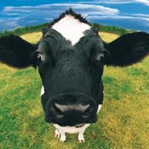 Stream Saturday Night Boredom by Vibrating Cows | Listen online for ...