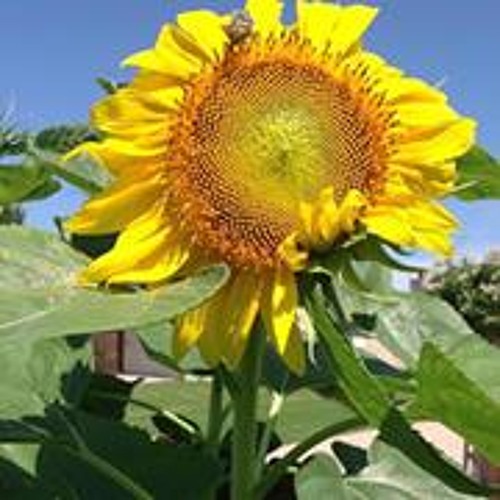 Stream Sara Tierney music | Listen to songs, albums, playlists for free ...