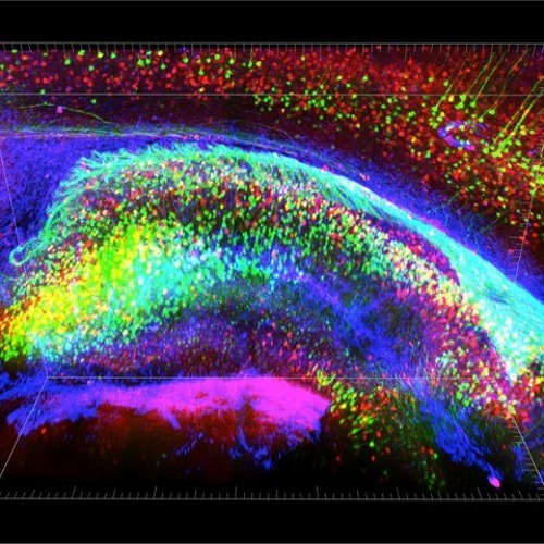 Stream Jean Buckley music | Listen to songs, albums, playlists for free ...