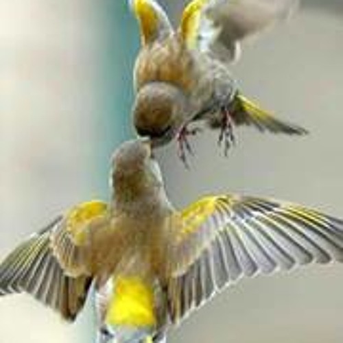 Stream Haitham Radwan 1 music | Listen to songs, albums, playlists for ...