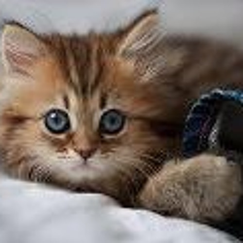 Stream Jada Page music | Listen to songs, albums, playlists for free on ...