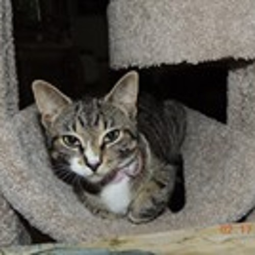 Stream Sheila Reardon music | Listen to songs, albums, playlists for ...