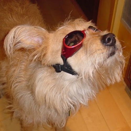 Stream Susie Anderson-Bauer music | Listen to songs, albums, playlists ...