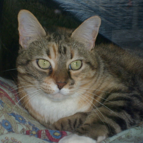 Stream "The Rabbit" by Edna St. Vincent Millay, read by Pamela Murray ...