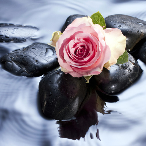 Stream Alexie Rose music | Listen to songs, albums, playlists for free ...