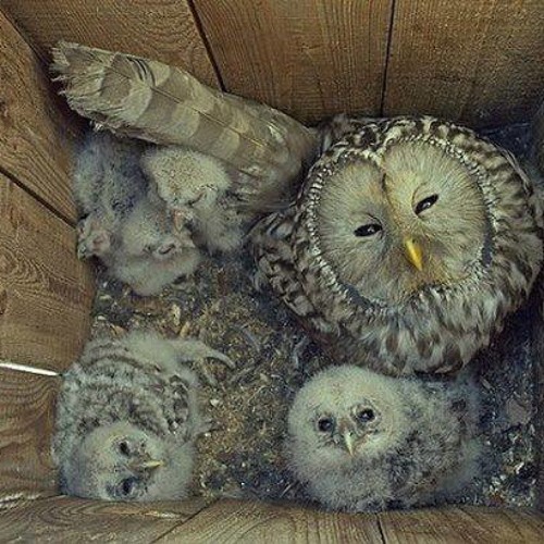 Stream azza music | Listen to songs, albums, playlists for free on ...