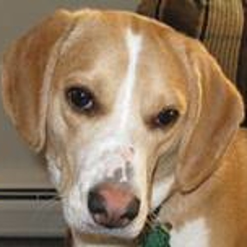 Stream Lori Carter Earnest music | Listen to songs, albums, playlists ...