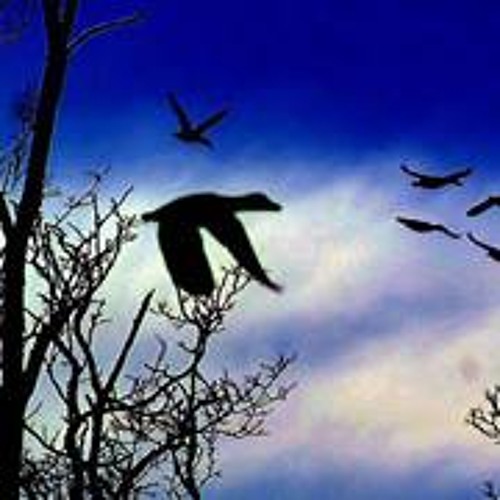 Stream Heathen Pride music | Listen to songs, albums, playlists for ...