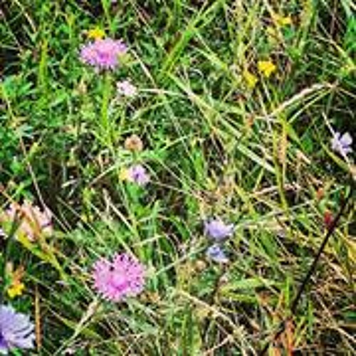 Stream Emily Pfaff 1 music | Listen to songs, albums, playlists for ...