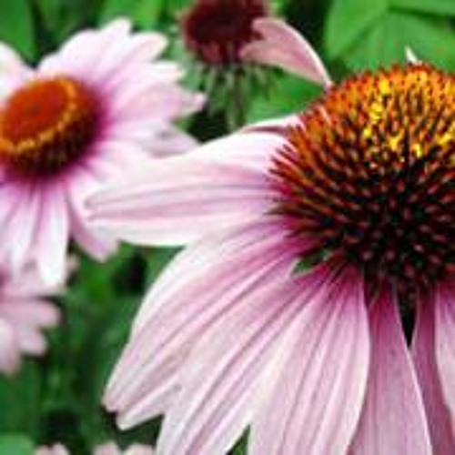 Stream Michele Domenech music | Listen to songs, albums, playlists for ...