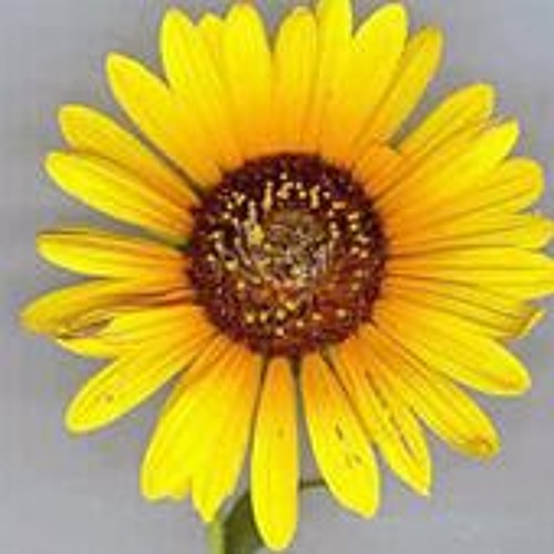 Stream Andrea Rollins-Russell music | Listen to songs, albums ...