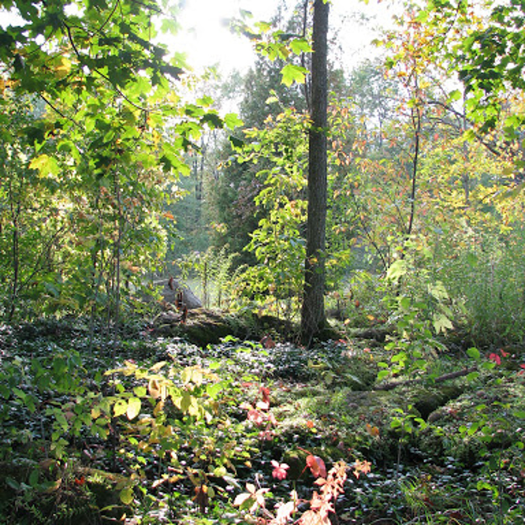 Stream Welcome to Primary Basic by Tina Zita | Listen online for free ...