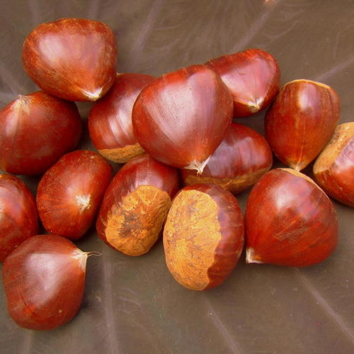 Stream Mr.Chestnut music | Listen to songs, albums, playlists for free ...