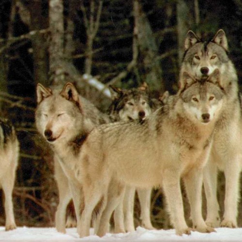 Stream First Line of Wolves music | Listen to songs, albums, playlists ...