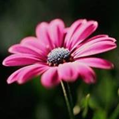 Stream Aris E. Trinidad music | Listen to songs, albums, playlists for ...