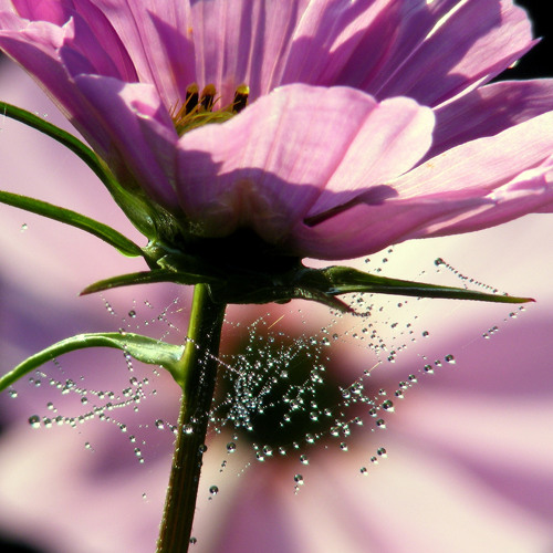 Stream Амрагаа хүлээсэн бүсгүйн дуу Минжинсор By Uyangush Listen Online For Free On Soundcloud