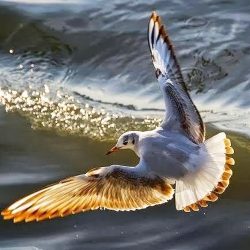 Stream Hama Gyan music | Listen to songs, albums, playlists for free on ...