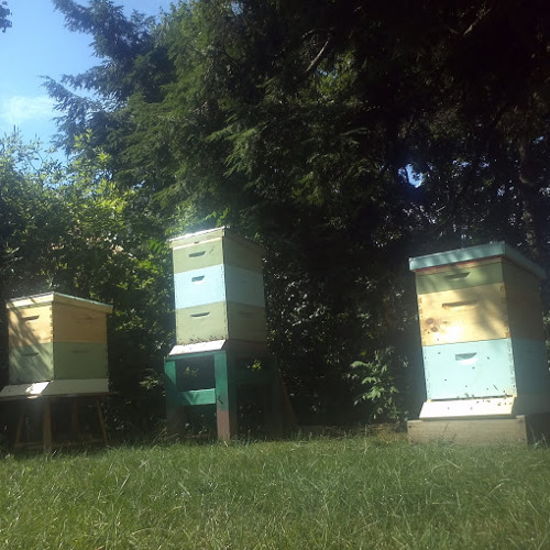 Stream Lorna and Dana play Ode to Joy by drpippi | Listen online for ...