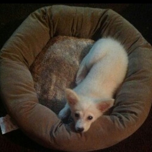 Stream dig-dem-123 music | Listen to songs, albums, playlists for free ...