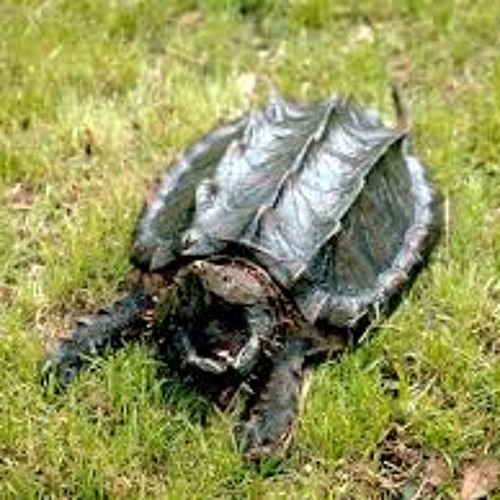 Stream Dan The Fish Man. music | Listen to songs, albums, playlists for ...