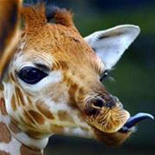 Stream Emily Barbara Golds music | Listen to songs, albums, playlists ...