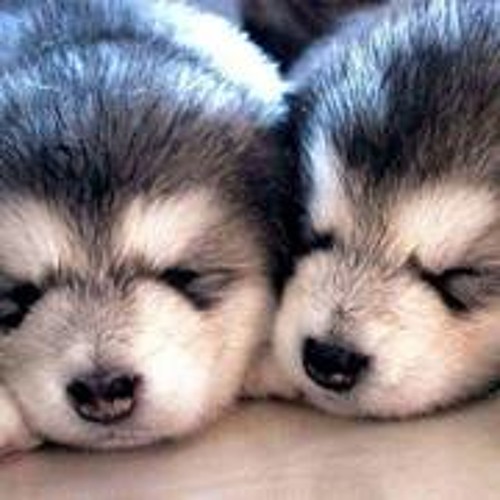 Stream Adrian music | Listen to songs, albums, playlists for free on ...