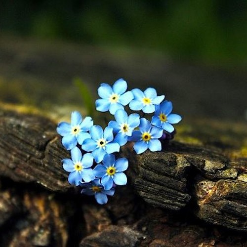 Stream Rahnuma Siddika music | Listen to songs, albums, playlists for ...