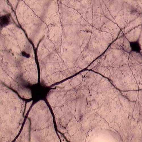 Stream Neurons! music | Listen to songs, albums, playlists for free on ...