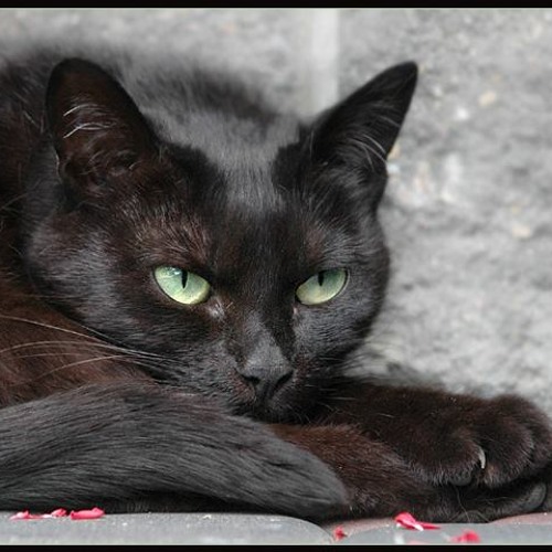 Stream Mario Maras music | Listen to songs, albums, playlists for free ...