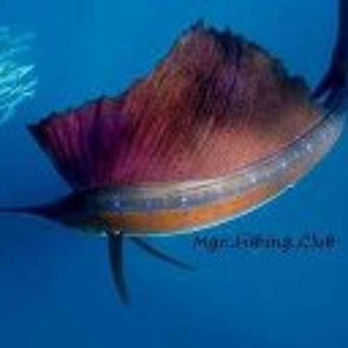 Stream Maged Riad music | Listen to songs, albums, playlists for free ...