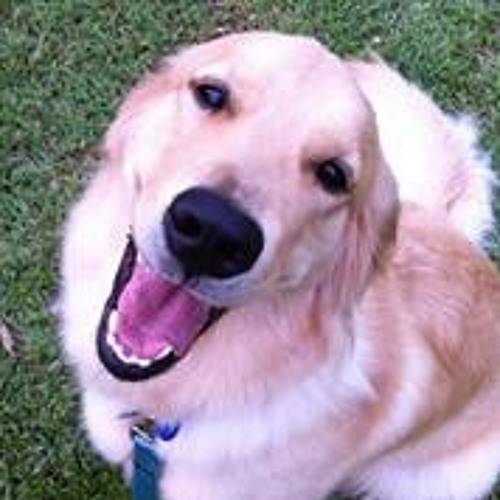 Stream Kim Shaughnessy music | Listen to songs, albums, playlists for ...