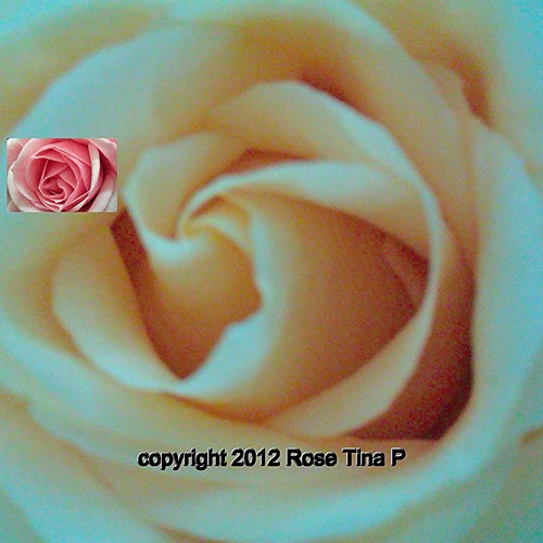 Stream Rose.Tina.P music | Listen to songs, albums, playlists for free ...