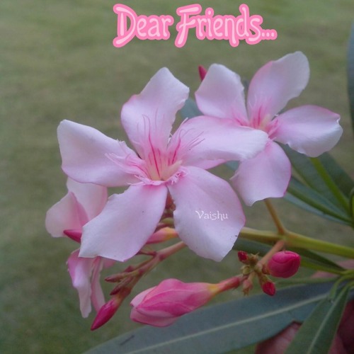 Stream Romelia Rodriguez music | Listen to songs, albums, playlists for ...