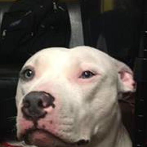 Stream K Milo El PeRro music | Listen to songs, albums, playlists for ...