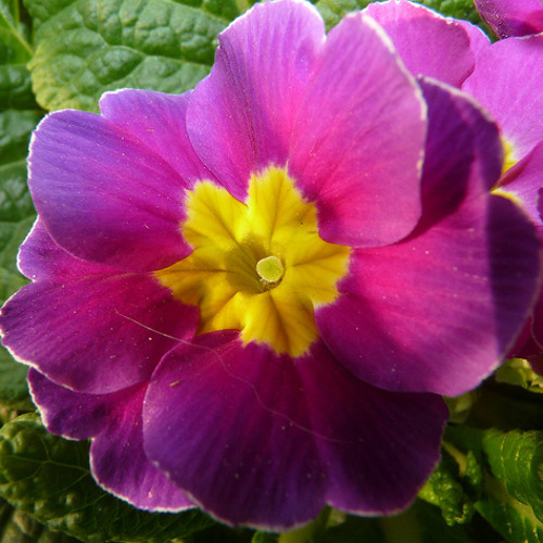 Stream Primrose Xavierra - Fiery Spirit (Original Ver) by Primrose ...