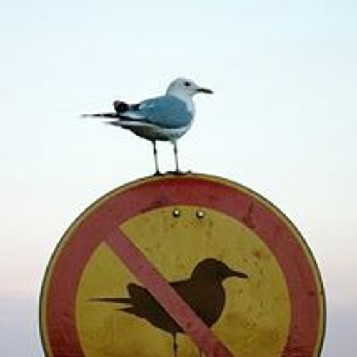 Stream Terry Hopper 1 music | Listen to songs, albums, playlists for ...