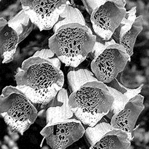 Stream foxglove-band music | Listen to songs, albums, playlists for ...