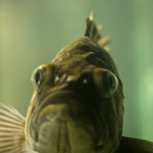 Stream Mic test (rough take of part of a song) by Cranky Fish | Listen ...