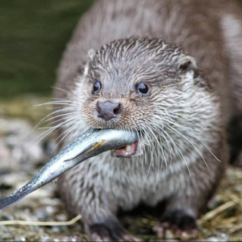 Stream Mayu Nishimura music | Listen to songs, albums, playlists for free on SoundCloud