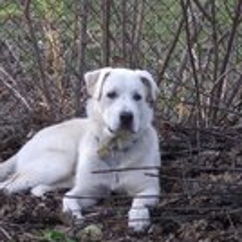 Stream Jeff Salt music | Listen to songs, albums, playlists for free on ...