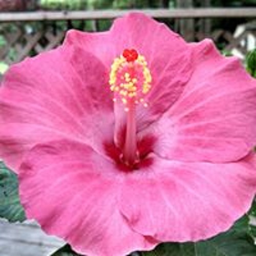 Stream Tara Ritchie 3 music | Listen to songs, albums, playlists for ...